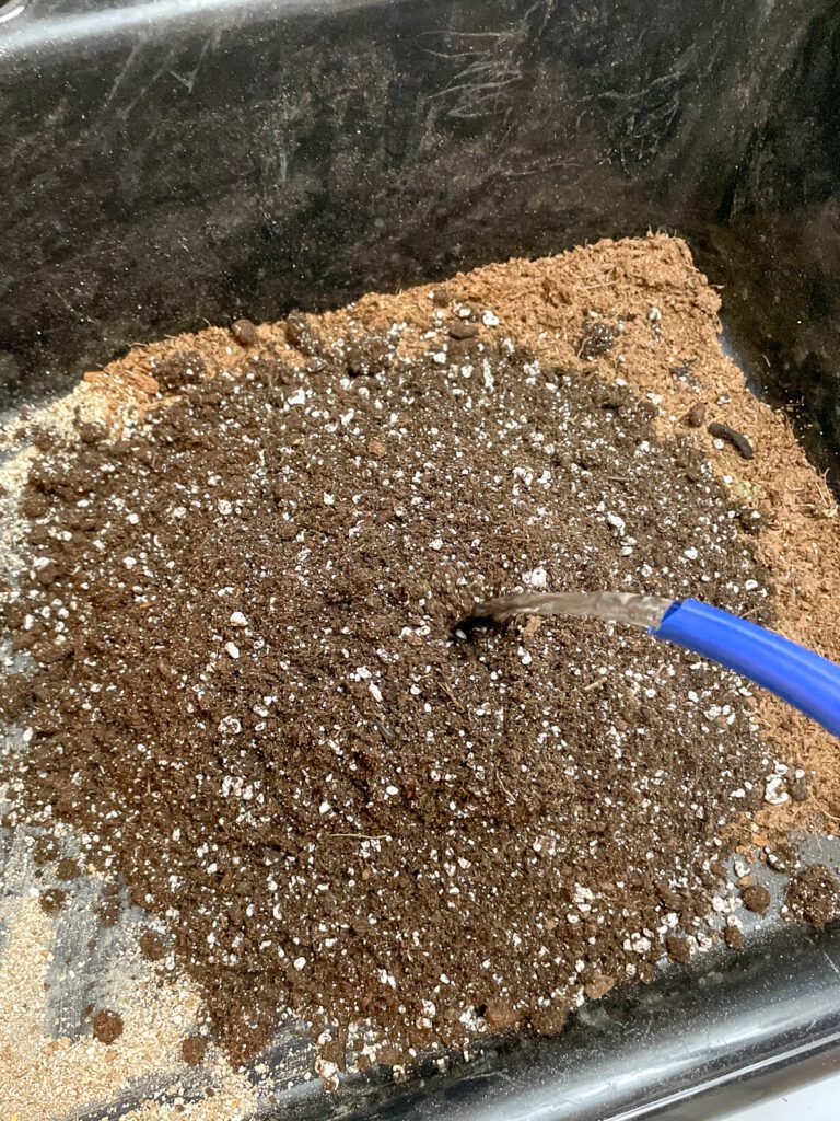 How to Grow Scabiosa (Pincushion Flower) from Seed - growhappierplants.com