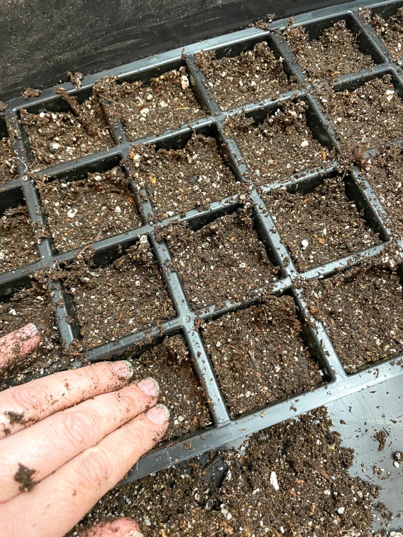 How to Grow Hostas from Seed - growhappierplants.com