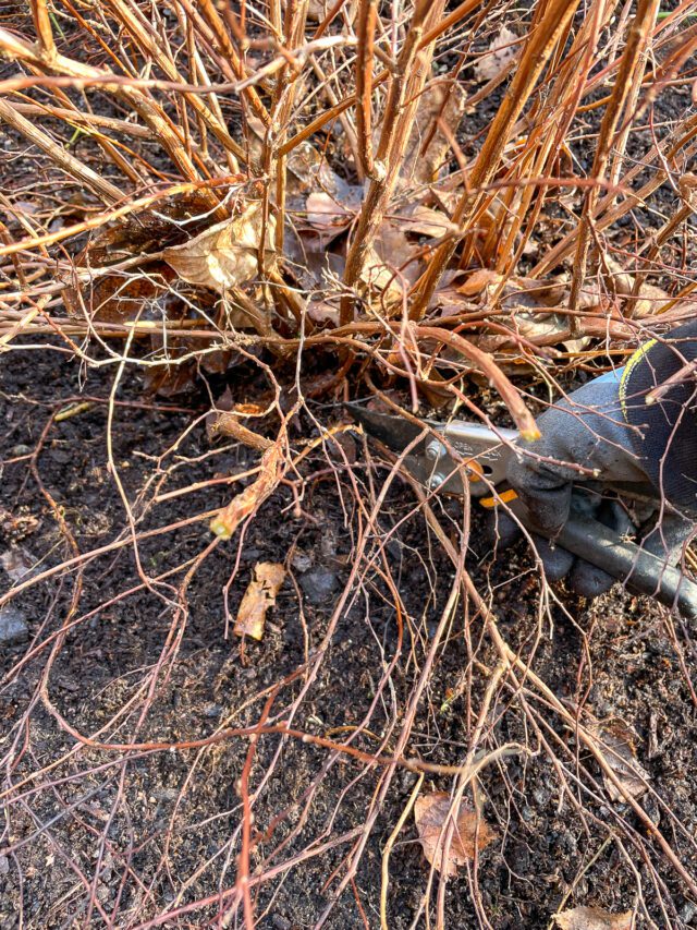 When and How to Prune Spirea - growhappierplants.com