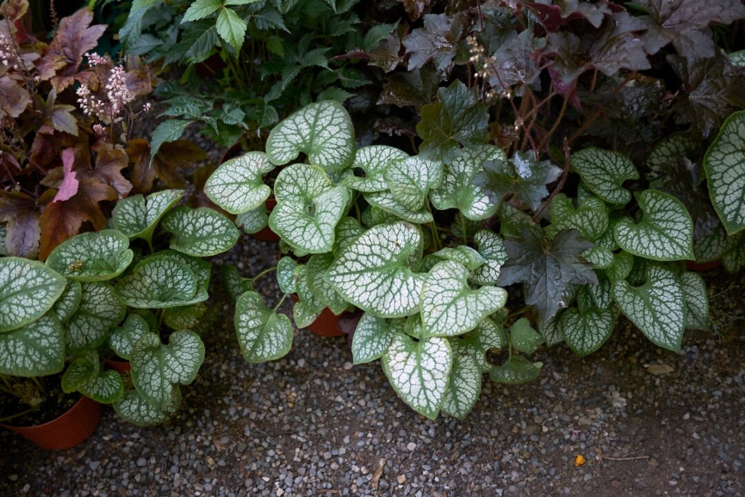 How to Grow and Care for Brunnera - growhappierplants.com
