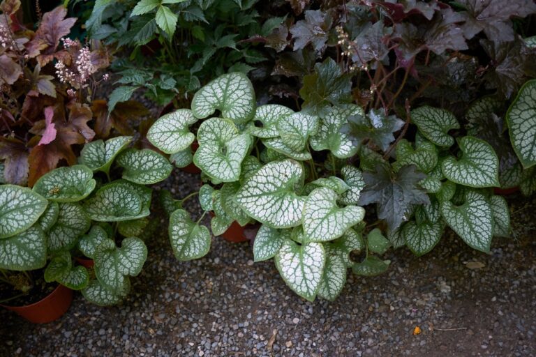 How to Grow and Care for Brunnera - growhappierplants.com