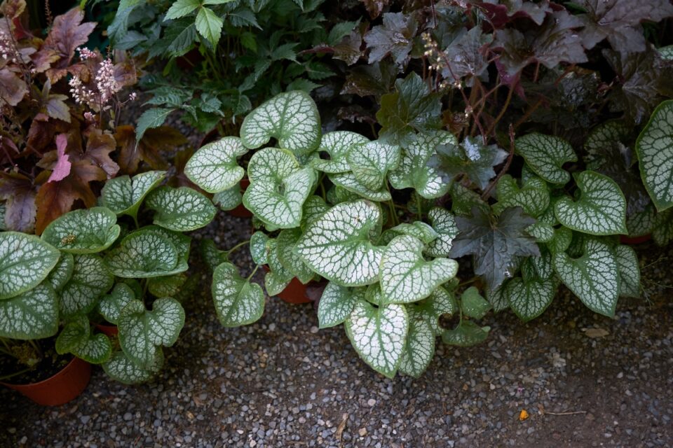 How to Grow and Care for Brunnera - growhappierplants.com