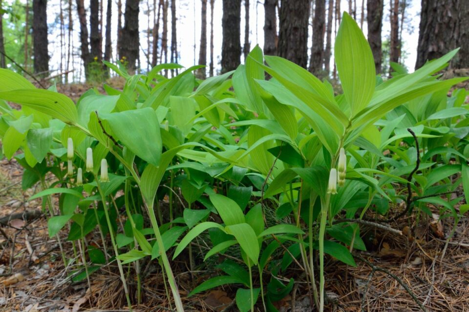 How to Grow and Care for Solomon's Seal - growhappierplants.com