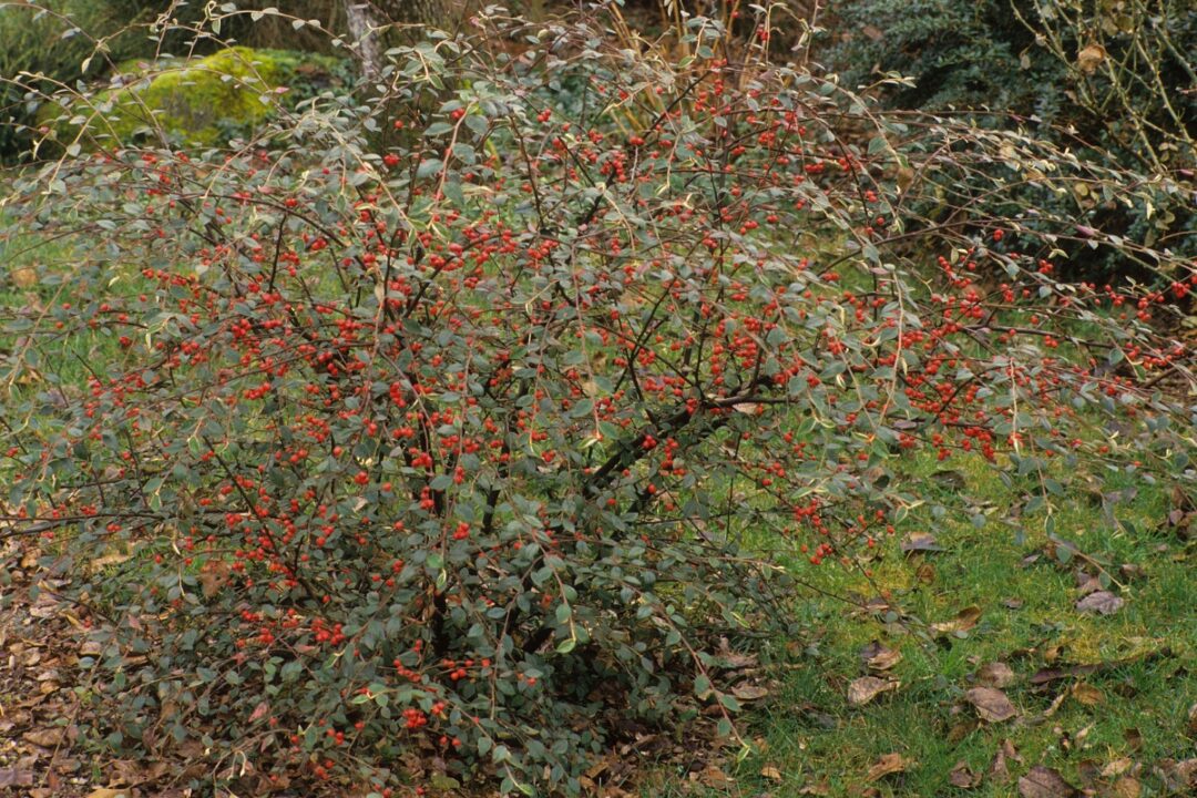 How to Grow Cotoneaster - growhappierplants.com