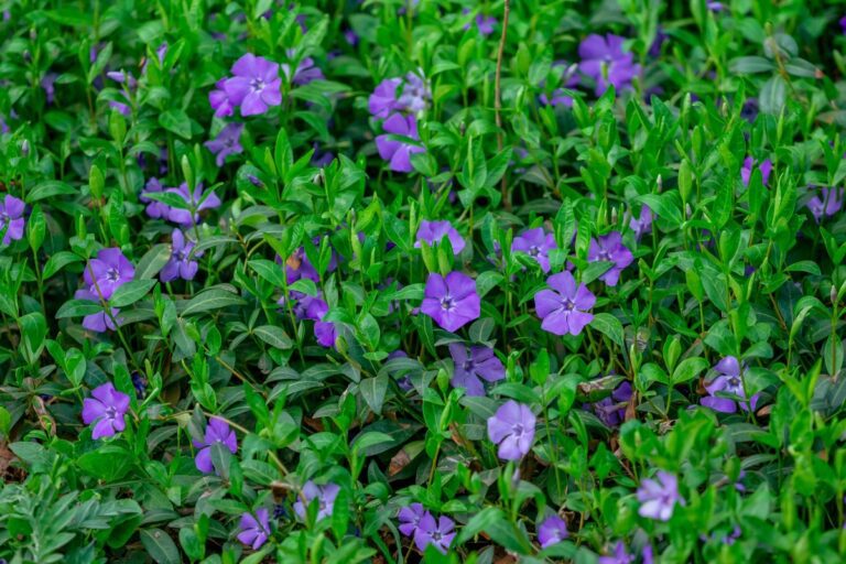 How to Grow Creeping Myrtle (Vinca Minor) - growhappierplants.com