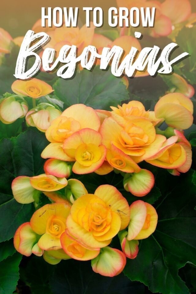 How to Grow and Care for Begonias - growhappierplants.com
