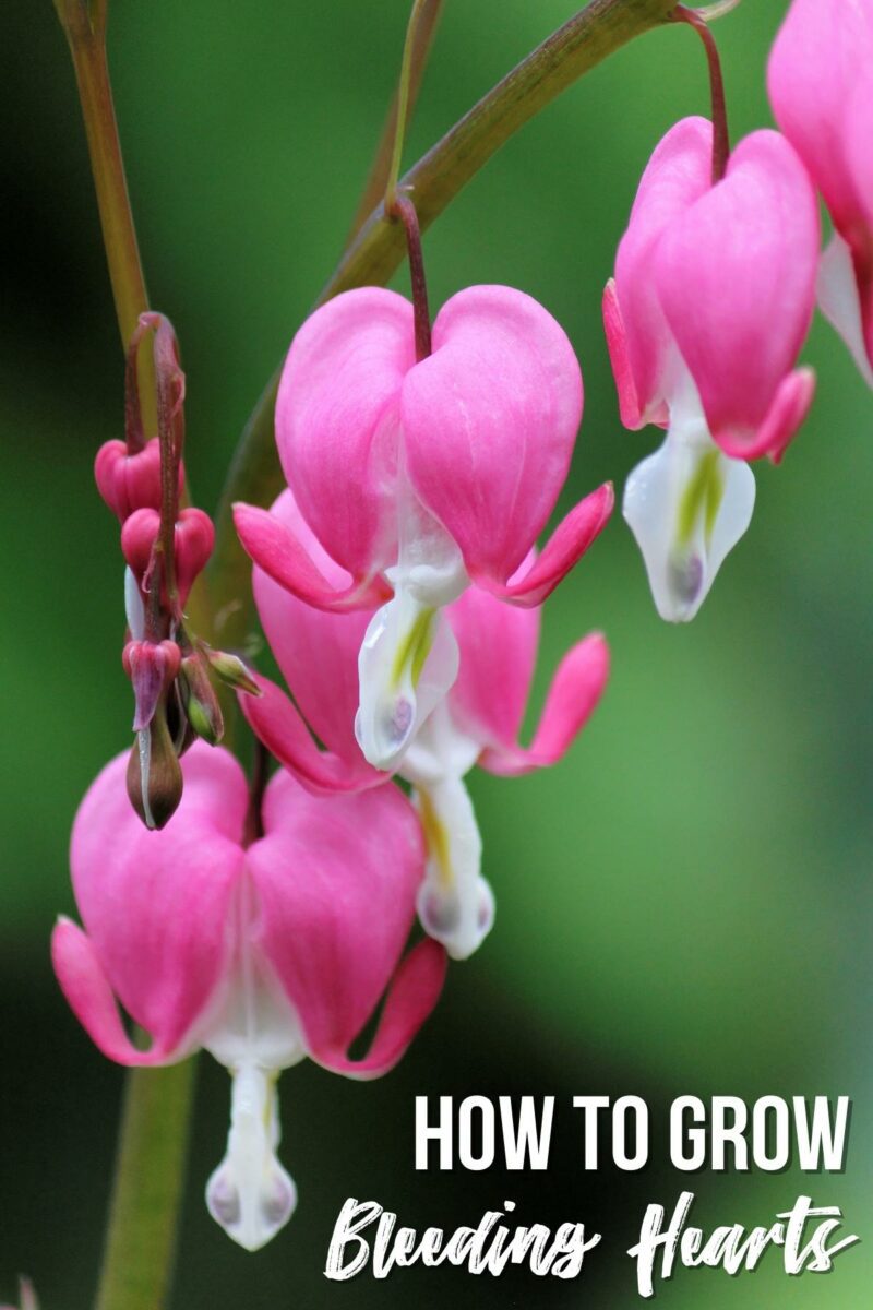 How to Grow Bleeding Hearts in the Garden - growhappierplants.com