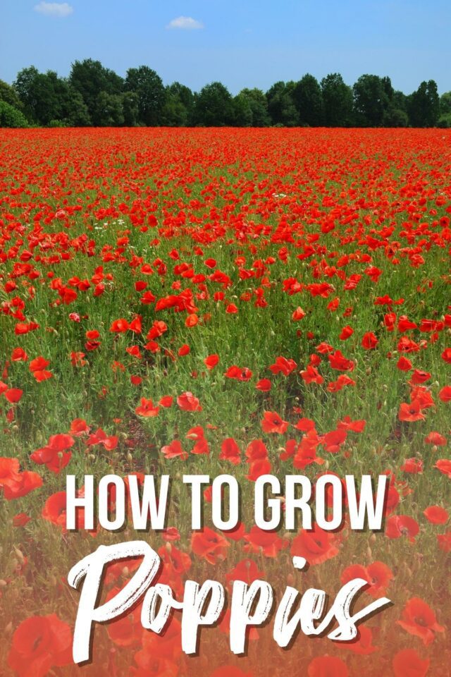 How to Grow Poppies from Seed - growhappierplants.com