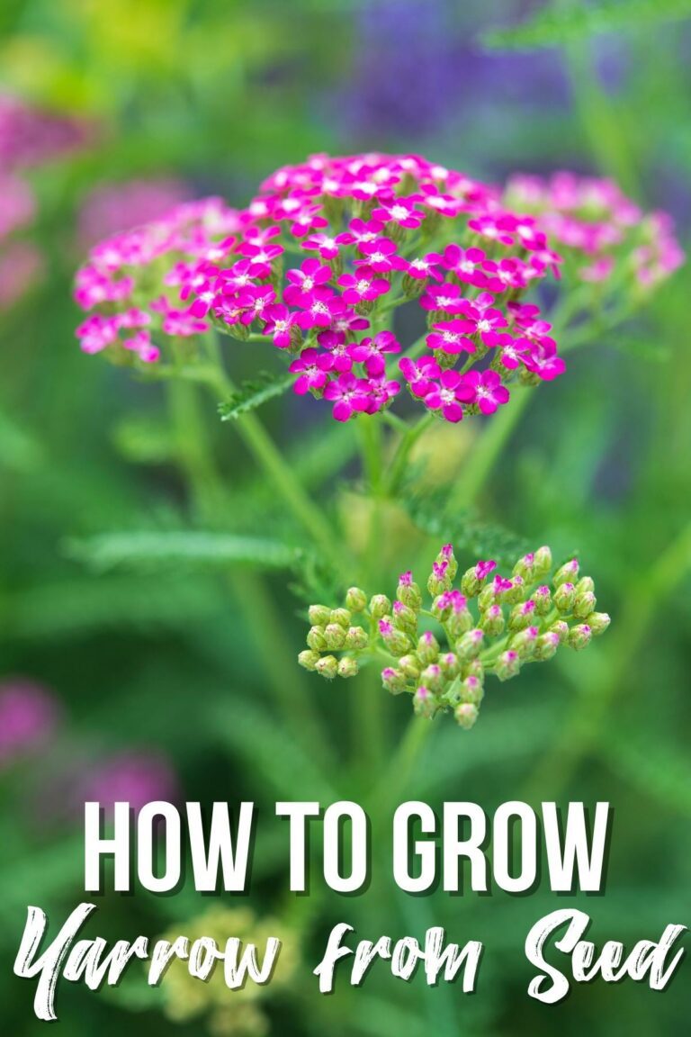 How to Grow Yarrow from Seed - growhappierplants.com