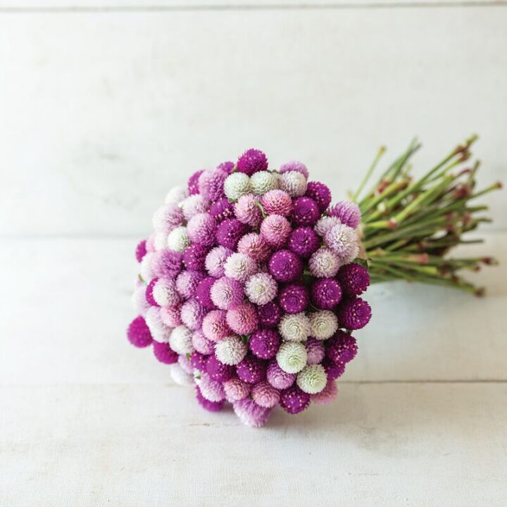 How to Grow Gomphrena from Seed - growhappierplants.com