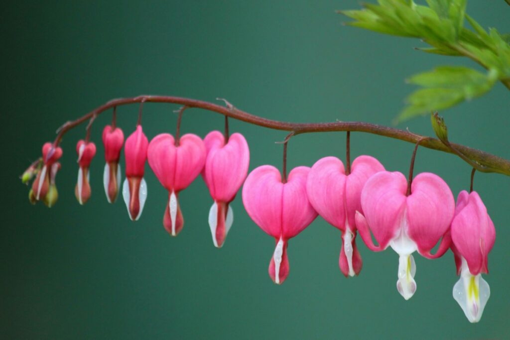 How to Grow Bleeding Hearts in the Garden - growhappierplants.com