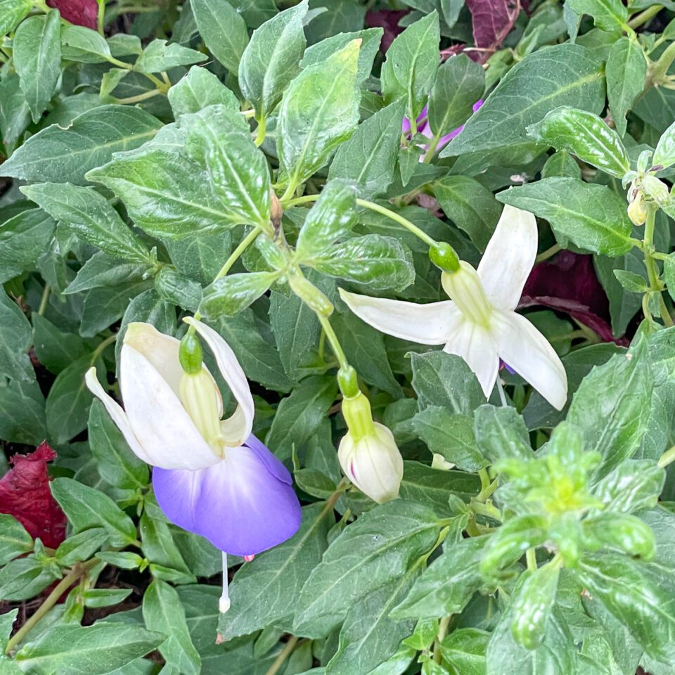 How to Grow and Care for Fuchsia Plants - growhappierplants.com