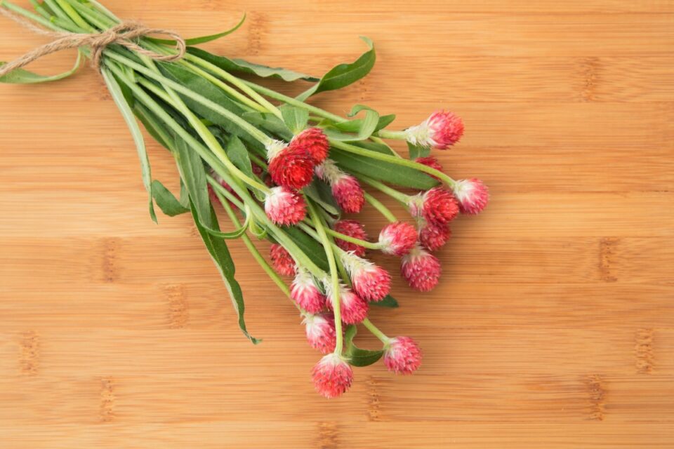 How to Grow Gomphrena from Seed - growhappierplants.com