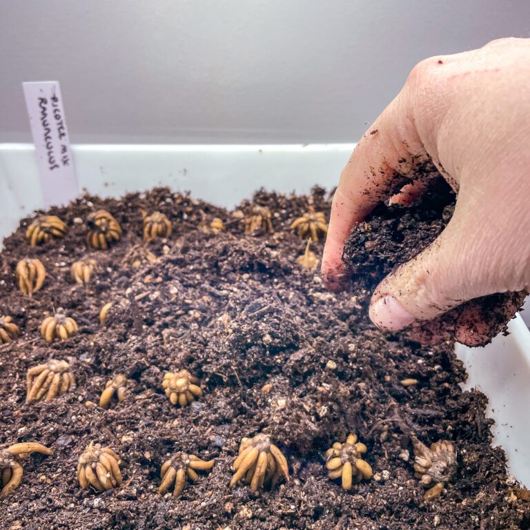 How to Presprout Ranunculus Corms - growhappierplants.com