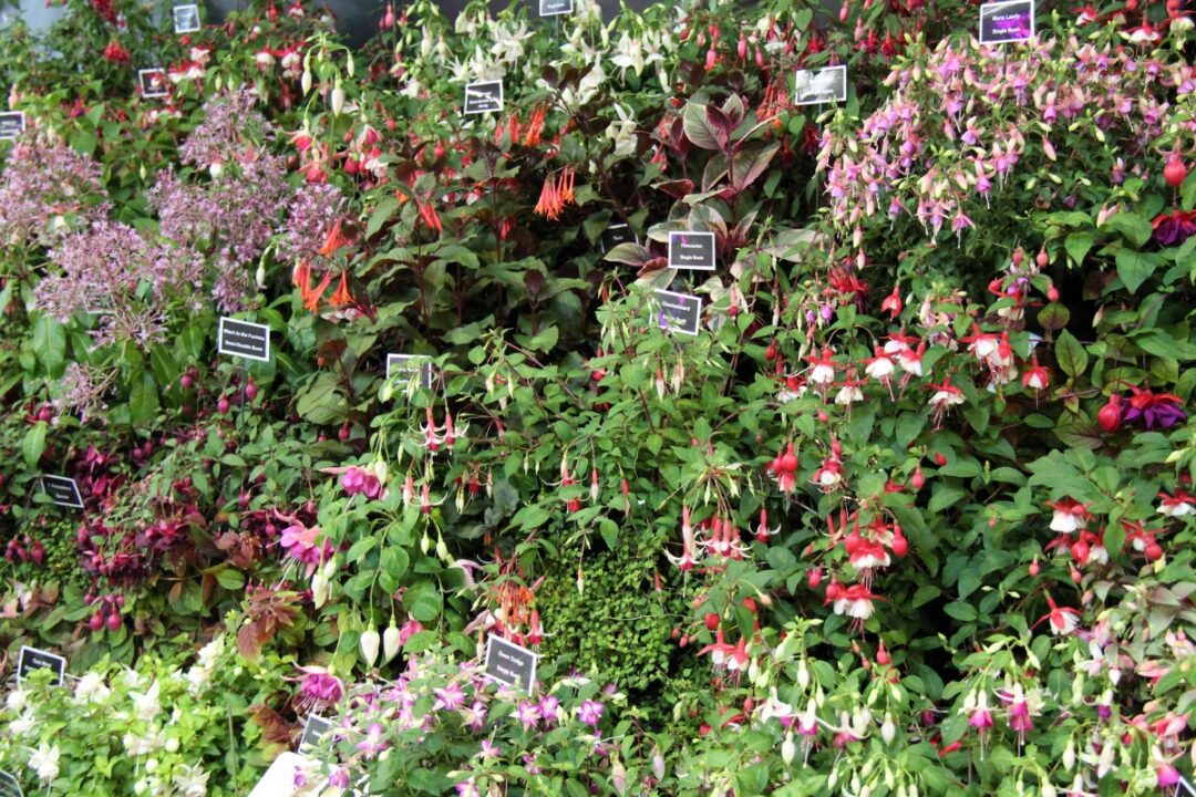 How to Grow and Care for Fuchsia Plants - growhappierplants.com