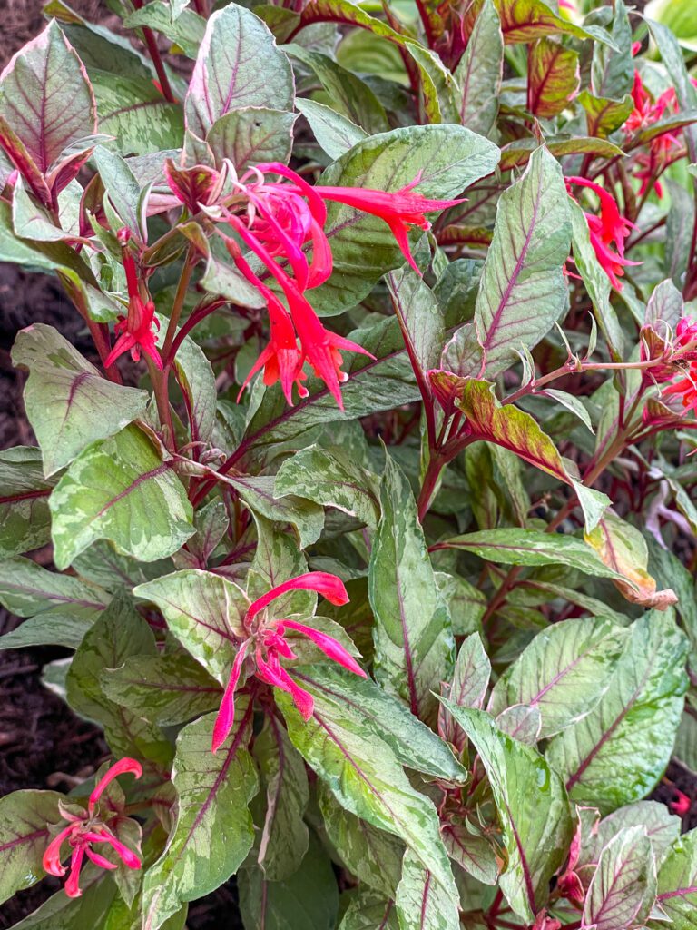 How to Grow and Care for Fuchsia Plants - growhappierplants.com