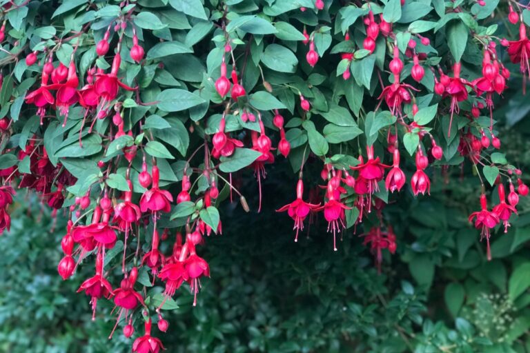 How to Grow and Care for Fuchsia Plants - growhappierplants.com