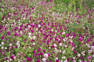 How to Grow Gomphrena from Seed - growhappierplants.com
