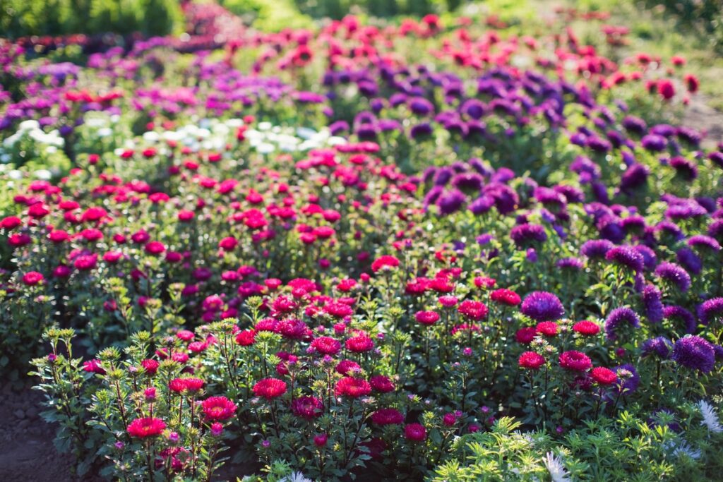 How to Grow Gomphrena from Seed - growhappierplants.com