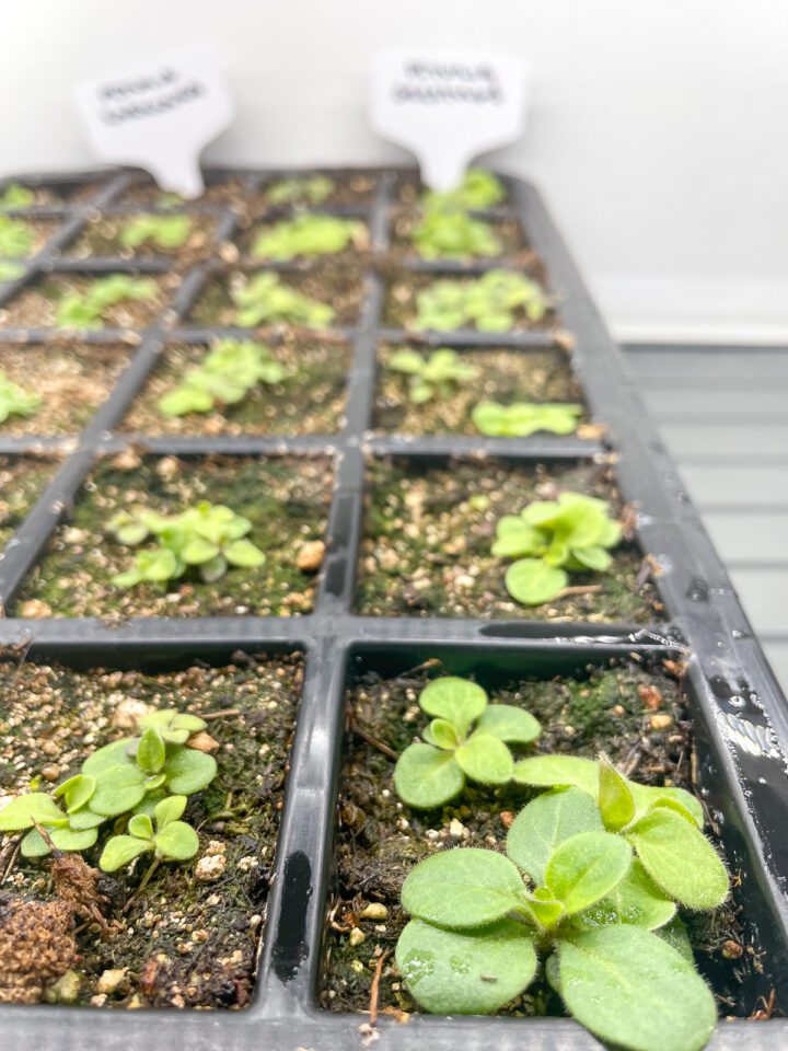 How to Grow Petunias from Seed - growhappierplants.com