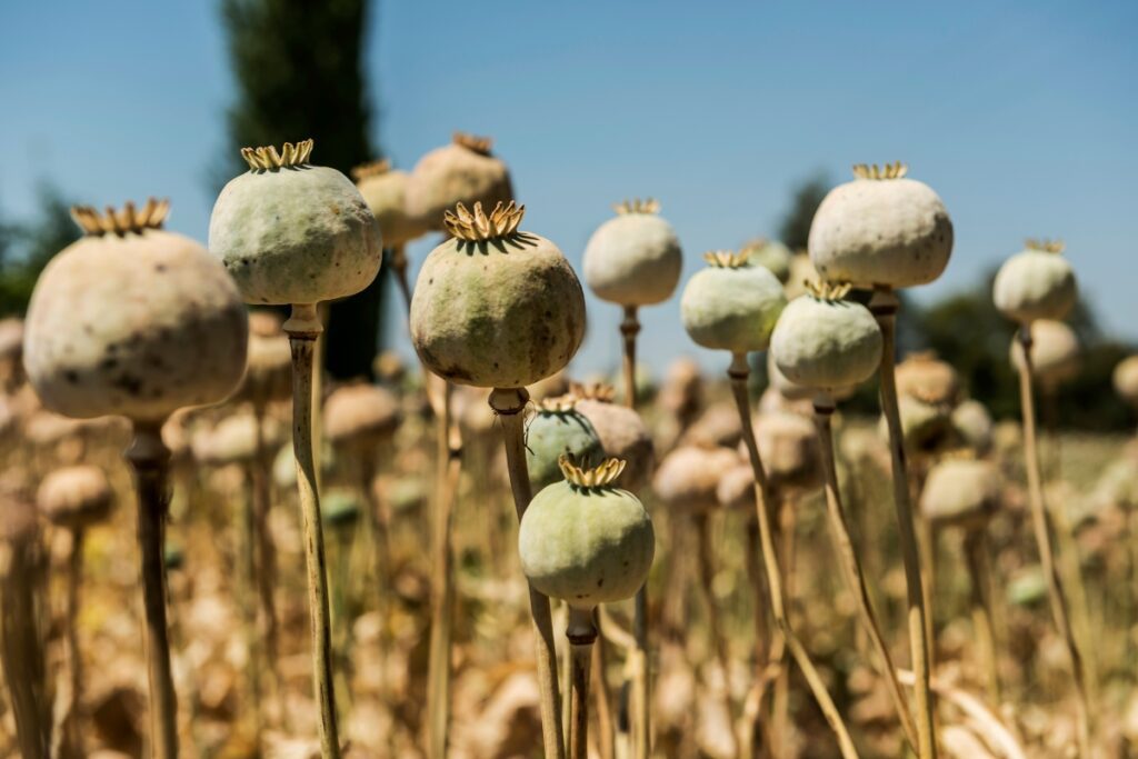 How to Grow Poppies from Seed - growhappierplants.com