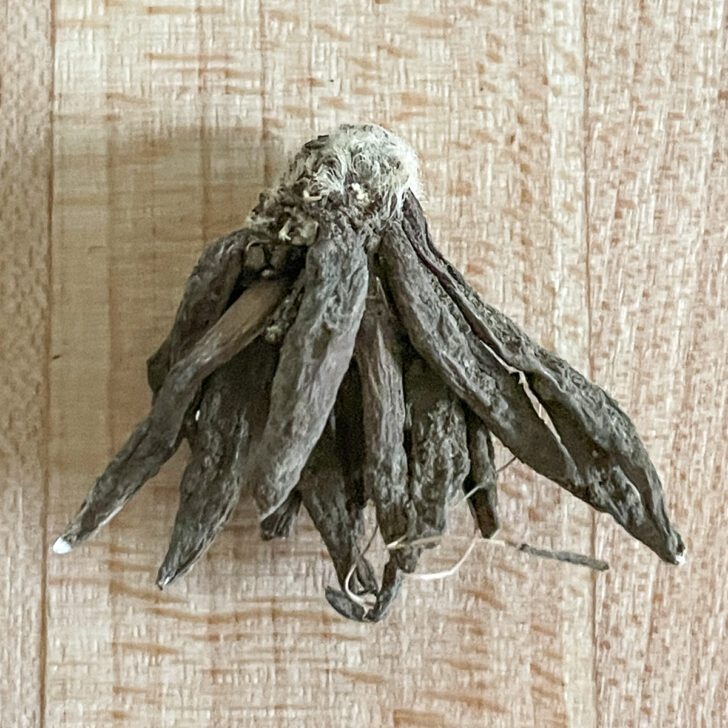 How to Presprout Ranunculus Corms - growhappierplants.com