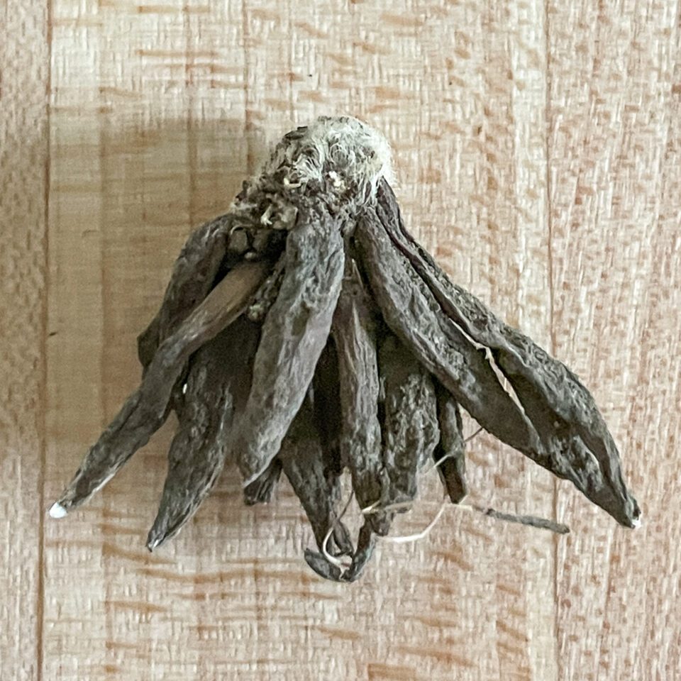 How to Presprout Ranunculus Corms - growhappierplants.com