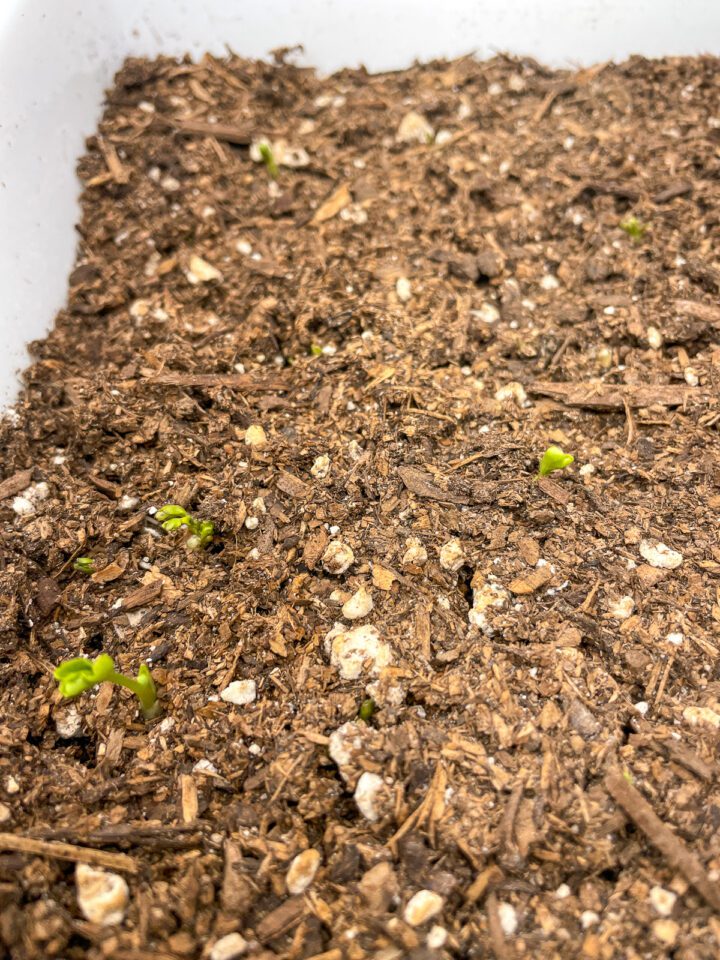 How to Presprout Ranunculus Corms - growhappierplants.com