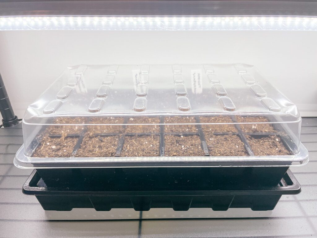 How to Grow Snapdragons from Seed - growhappierplants.com