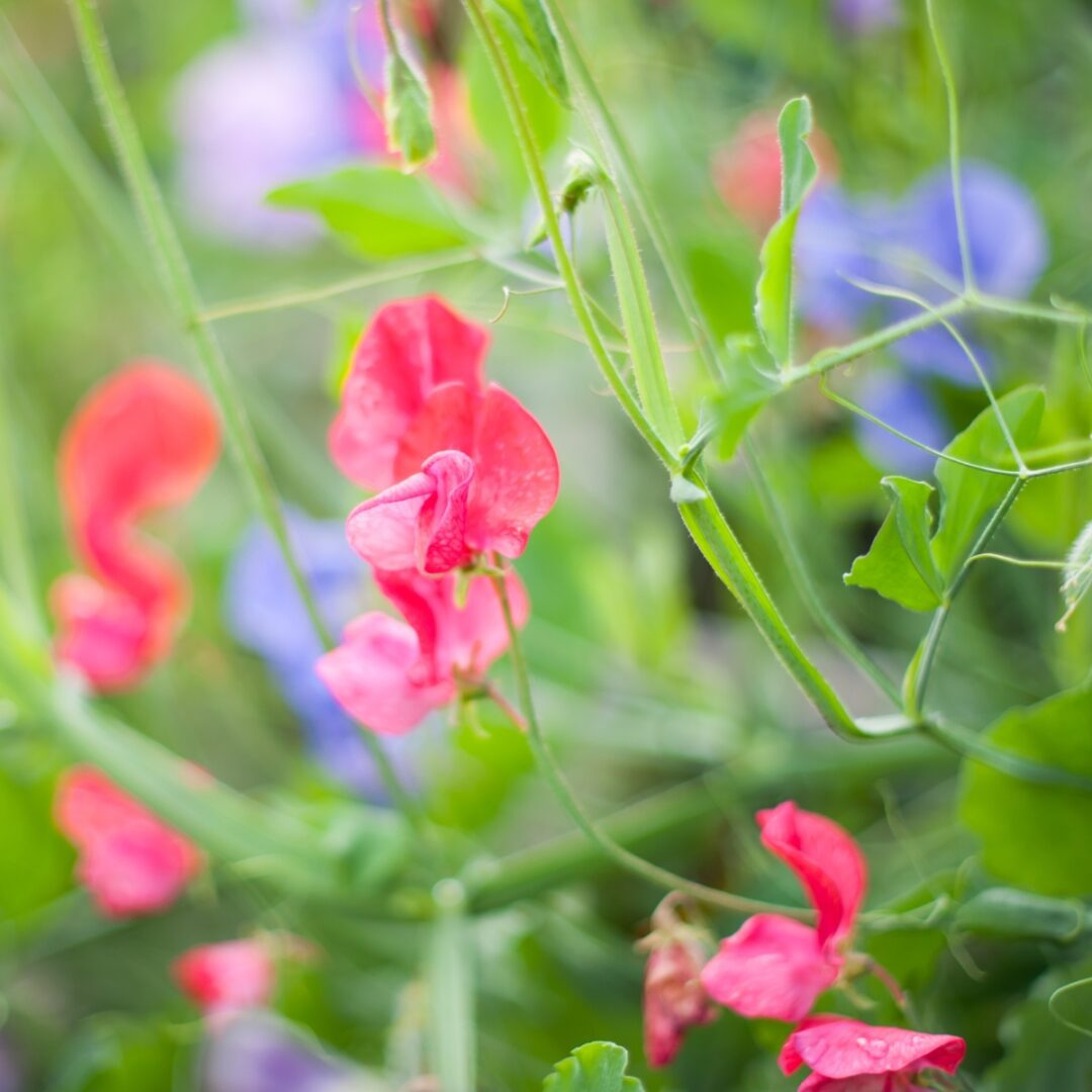 How to Pinch Sweet Pea Seedlings for More Blooms - growhappierplants.com