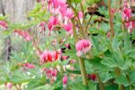 How to Grow Bleeding Hearts in the Garden - growhappierplants.com