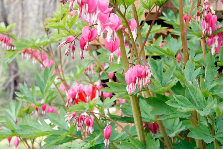 How to Grow Bleeding Hearts in the Garden - growhappierplants.com