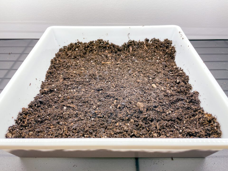 How to Presprout Ranunculus Corms - growhappierplants.com