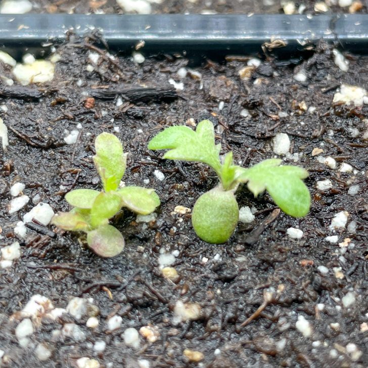 What do yarrow seedlings look like? - growhappierplants.com