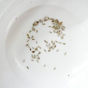 How to Grow Yarrow from Seed - growhappierplants.com