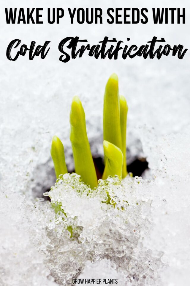 Cold Stratification: Unlocking Seed Dormancy - growhappierplants.com