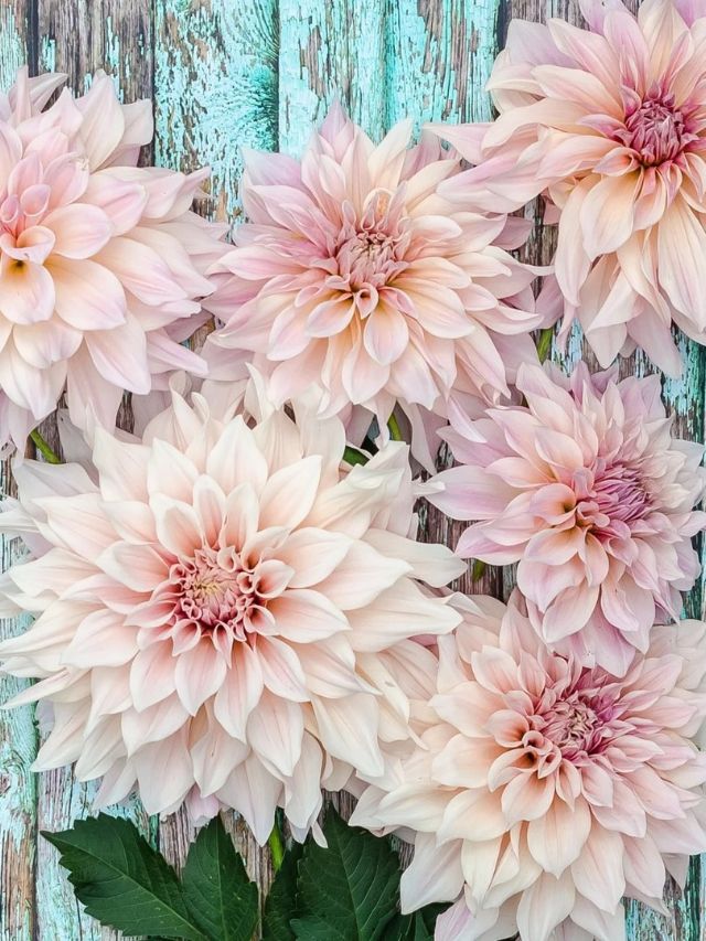 GROWING DAHLIAS FROM SEED - growhappierplants.com GROWING DAHLIAS FROM SEED - growhappierplants.com