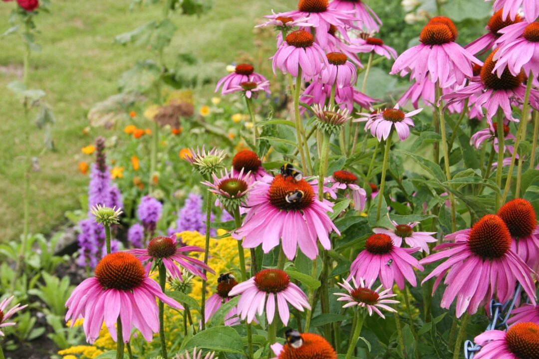 How to Grow Echinacea from Seed - growhappierplants.com