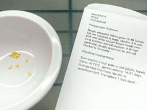 How to Grow Geraniums from Seed - growhappierplants.com