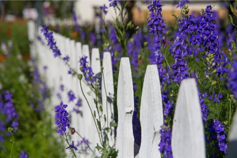 How to Grow Larkspur from Seed - growhappierplants.com