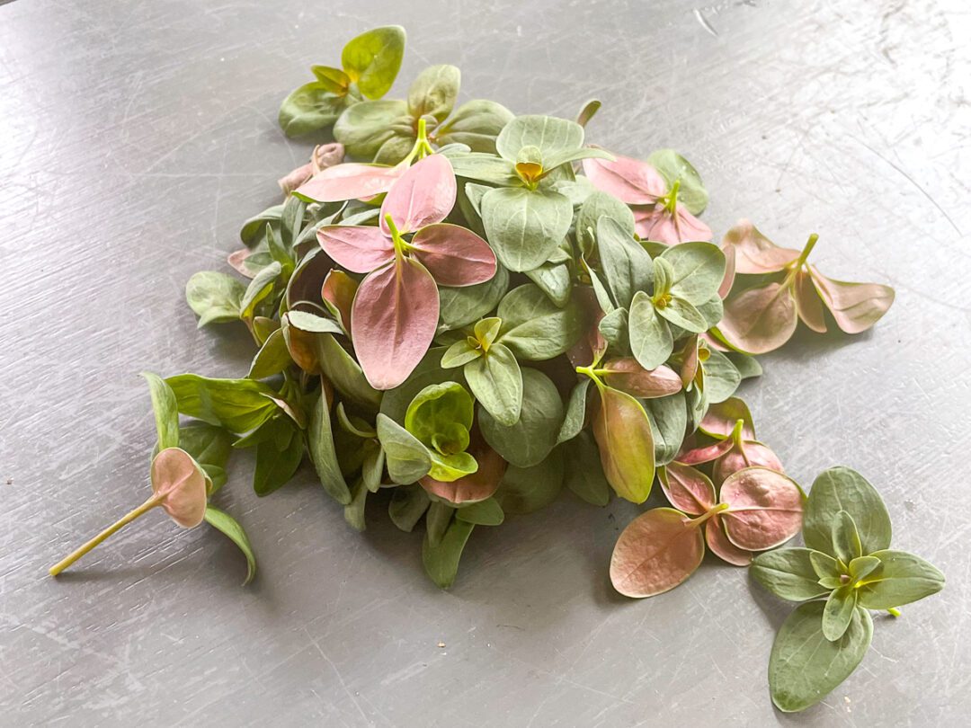 How to Pinch Snapdragons and Propagate the Cuttings - growhappierplants.com