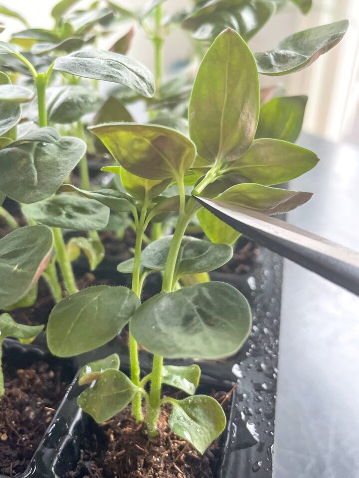 How to Pinch Snapdragons and Propagate the Cuttings - growhappierplants.com