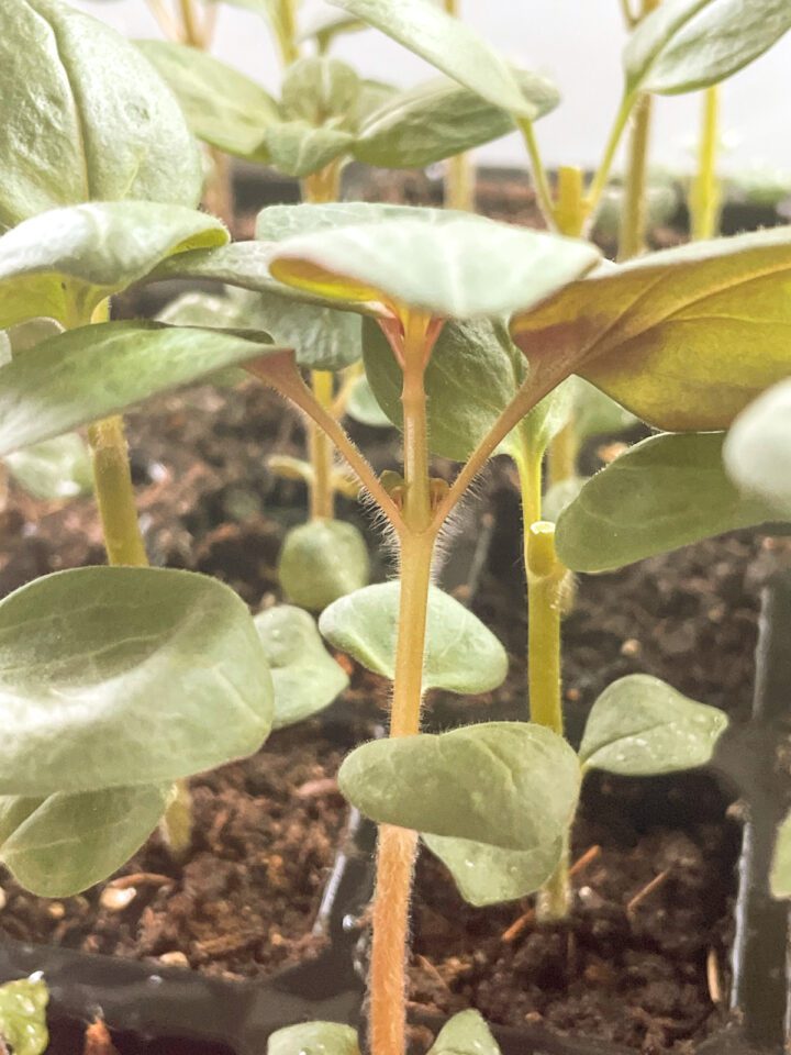 How to Pinch Snapdragons and Propagate the Cuttings - growhappierplants.com