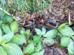 How to Prune Hellebores (and when!) - growhappierplants.com