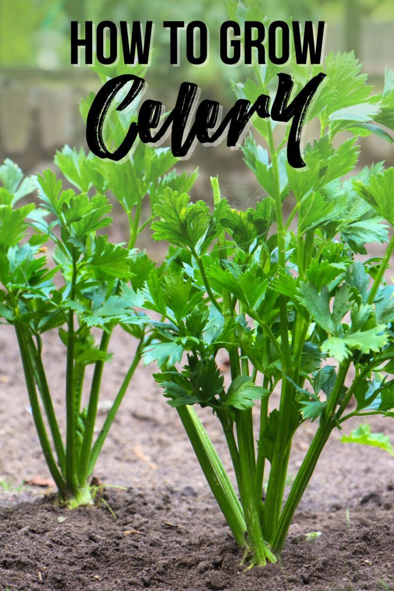 How to Grow Celery from Seed - growhappierplants.com