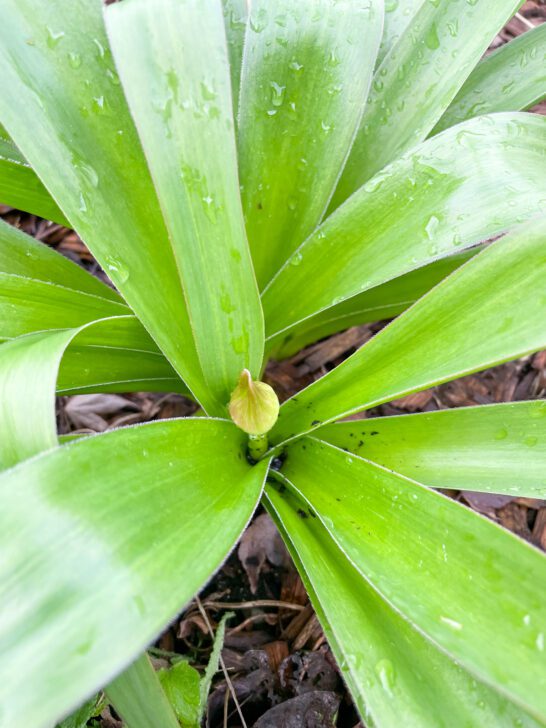 How to Plant Allium Bulbs in Fall - growhappierplants.com