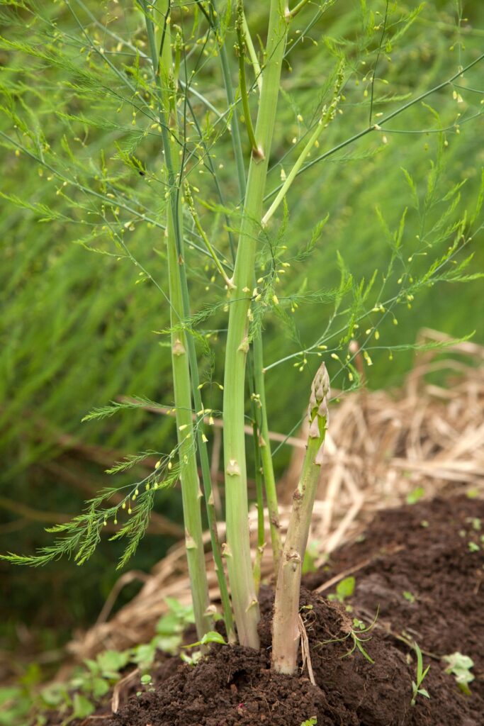 How to Grow Asparagus from Seed or Crowns - growhappierplants.com