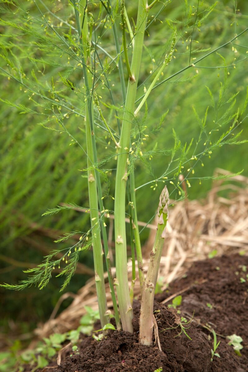 How to Grow Asparagus from Seed or Crowns - growhappierplants.com