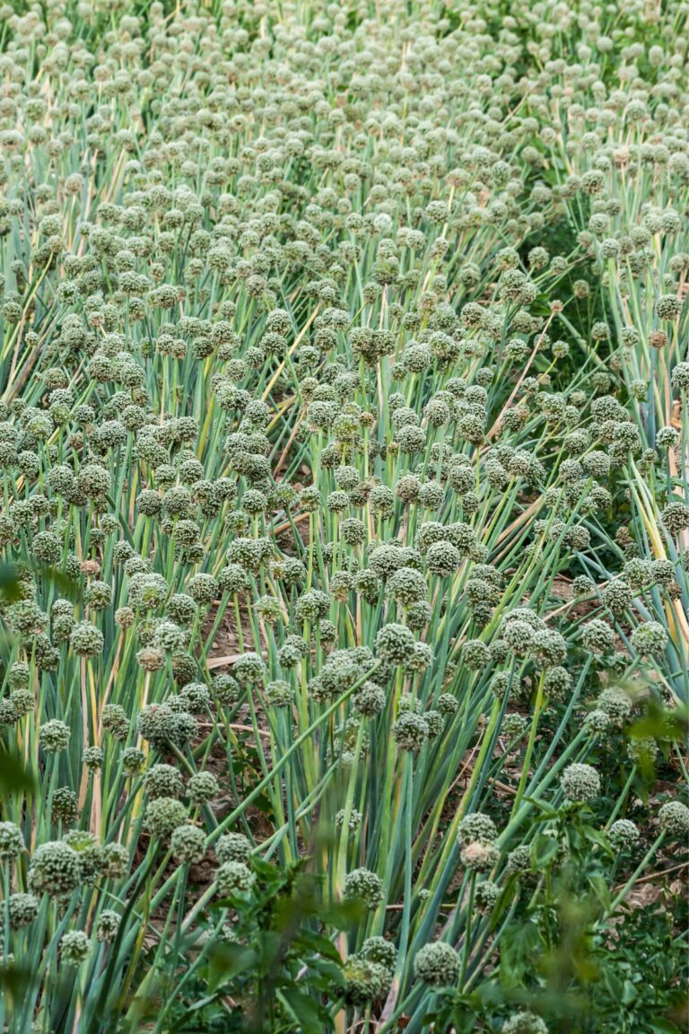 How to Grow Onions from Seed - growhappierplants.com