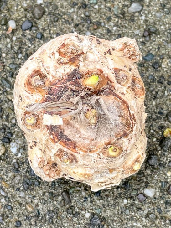 How to Plant Calla Lily Bulbs - growhappierplants.com